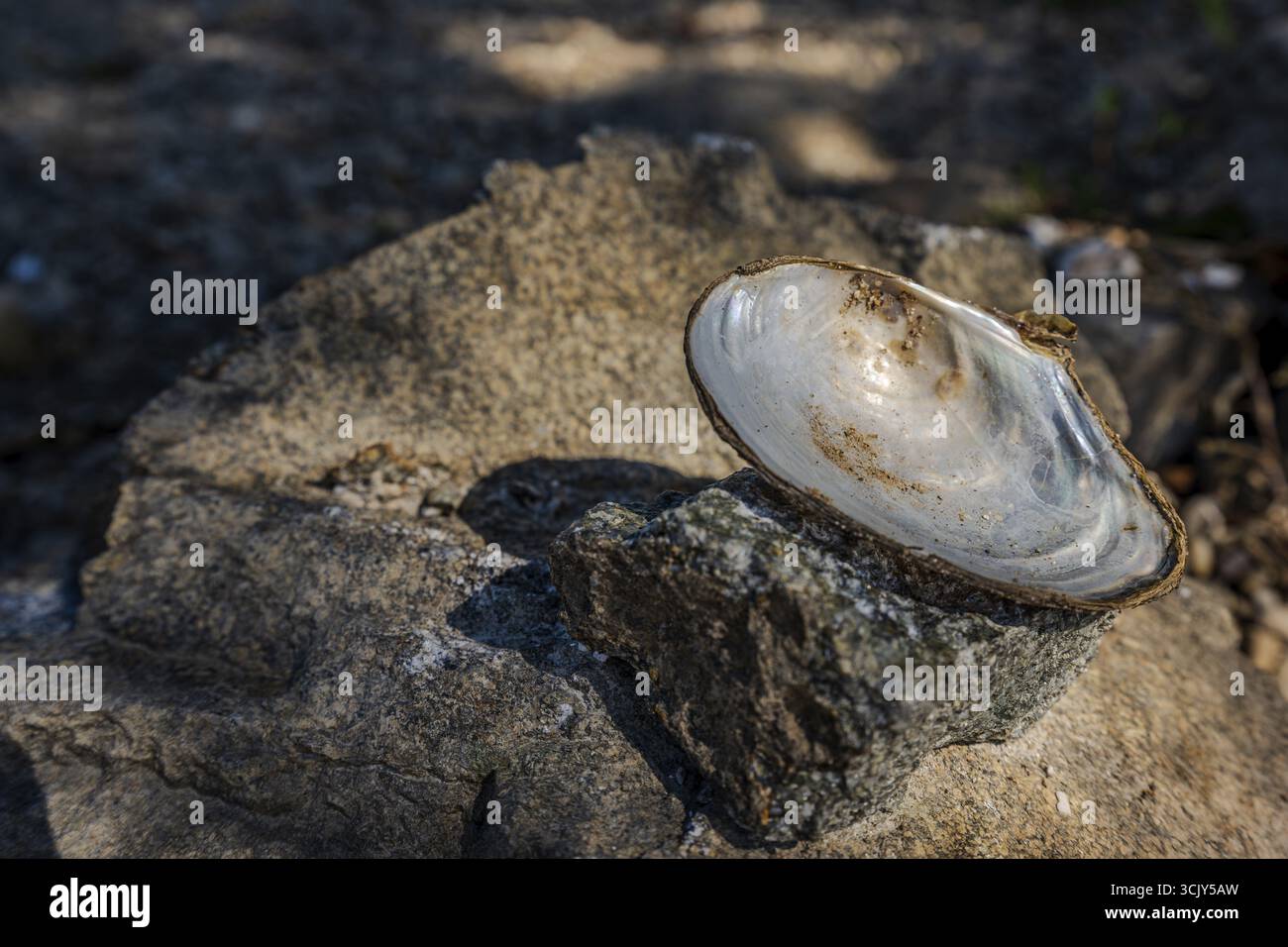 Large shell lies on sand hi-res stock photography and images - Alamy