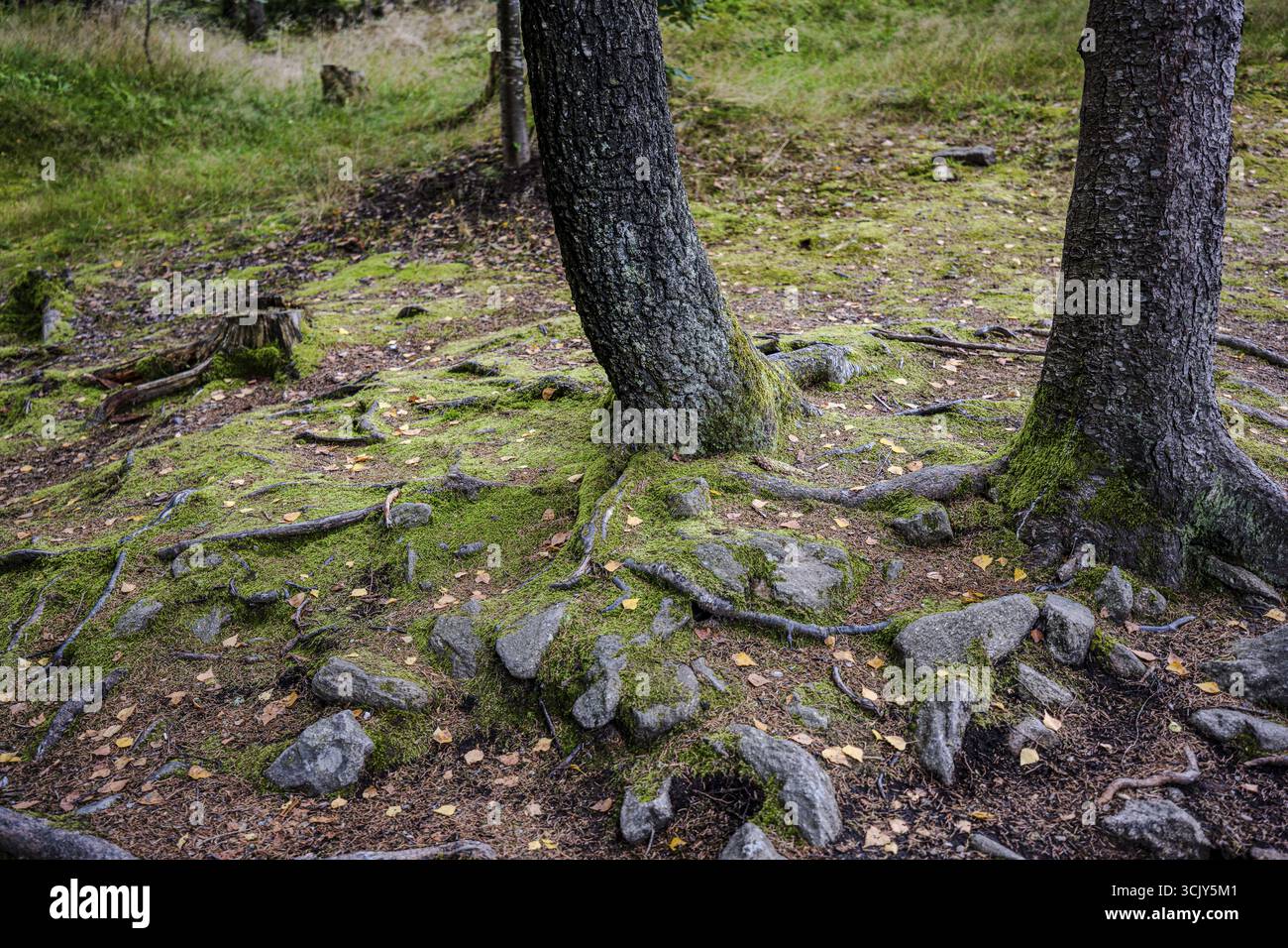 Thick tree roots are visible in the forest, protruding from the ground ...