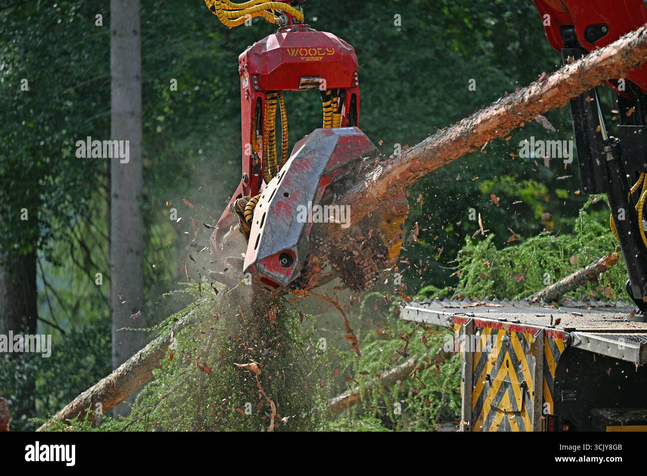 09 September 2026, Saxony, Eibenstock: Forestry workers use a so-called ...