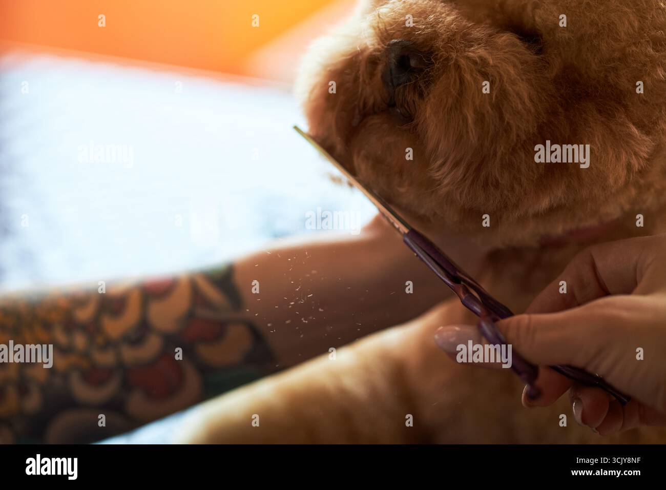 Professional woman groomer showing hi-res stock photography and images ...