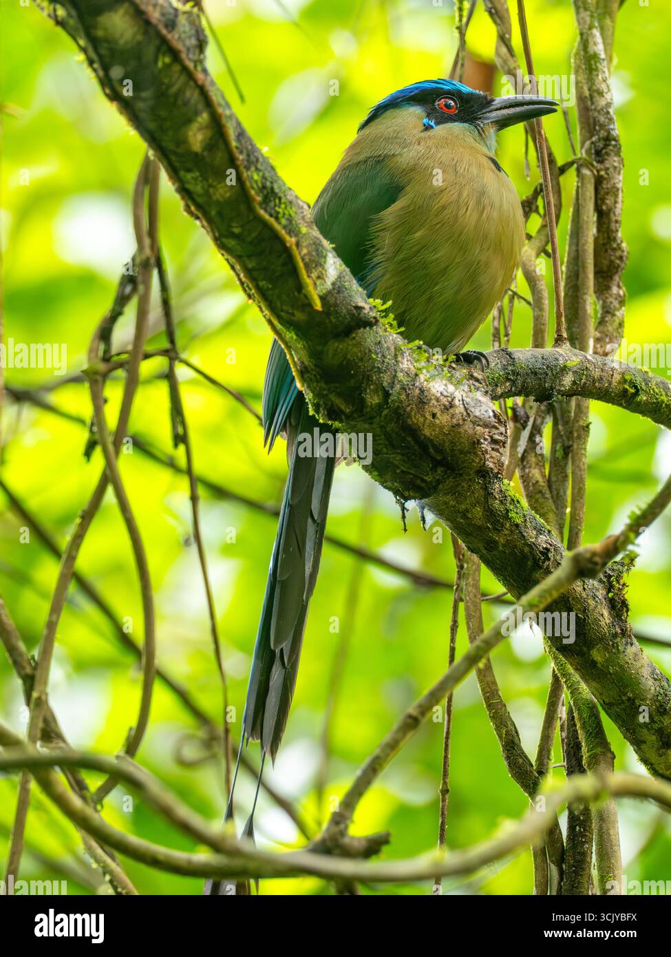 Andean Motmot, Momotus aequatorialis, in the forest around Copalinga ...