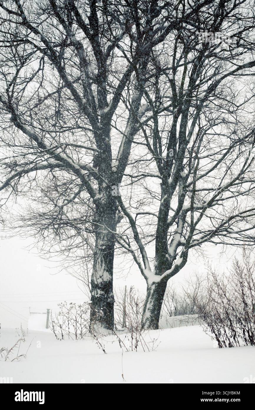 Big trees and snow hi-res stock photography and images - Alamy