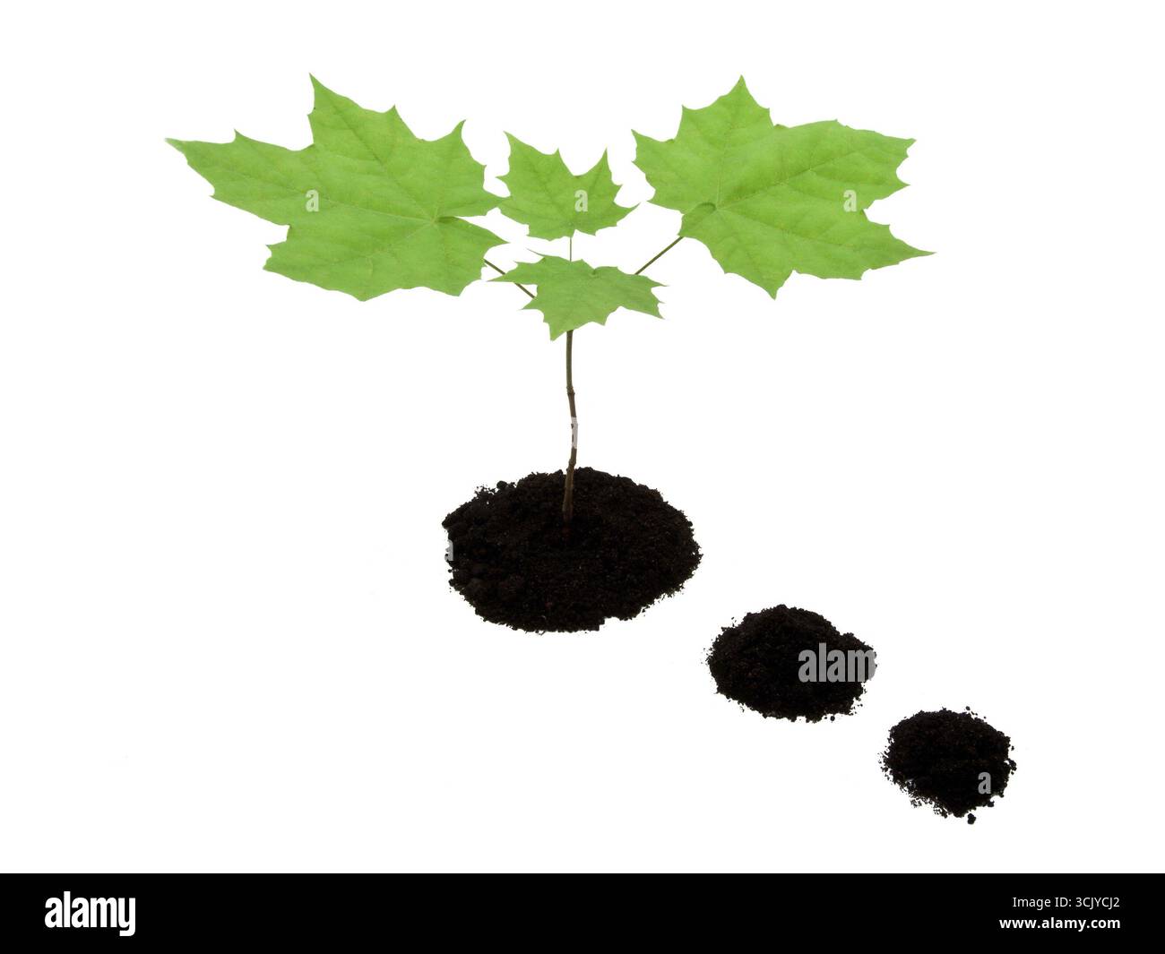 Small young tree isolated on white background Stock Photo - Alamy