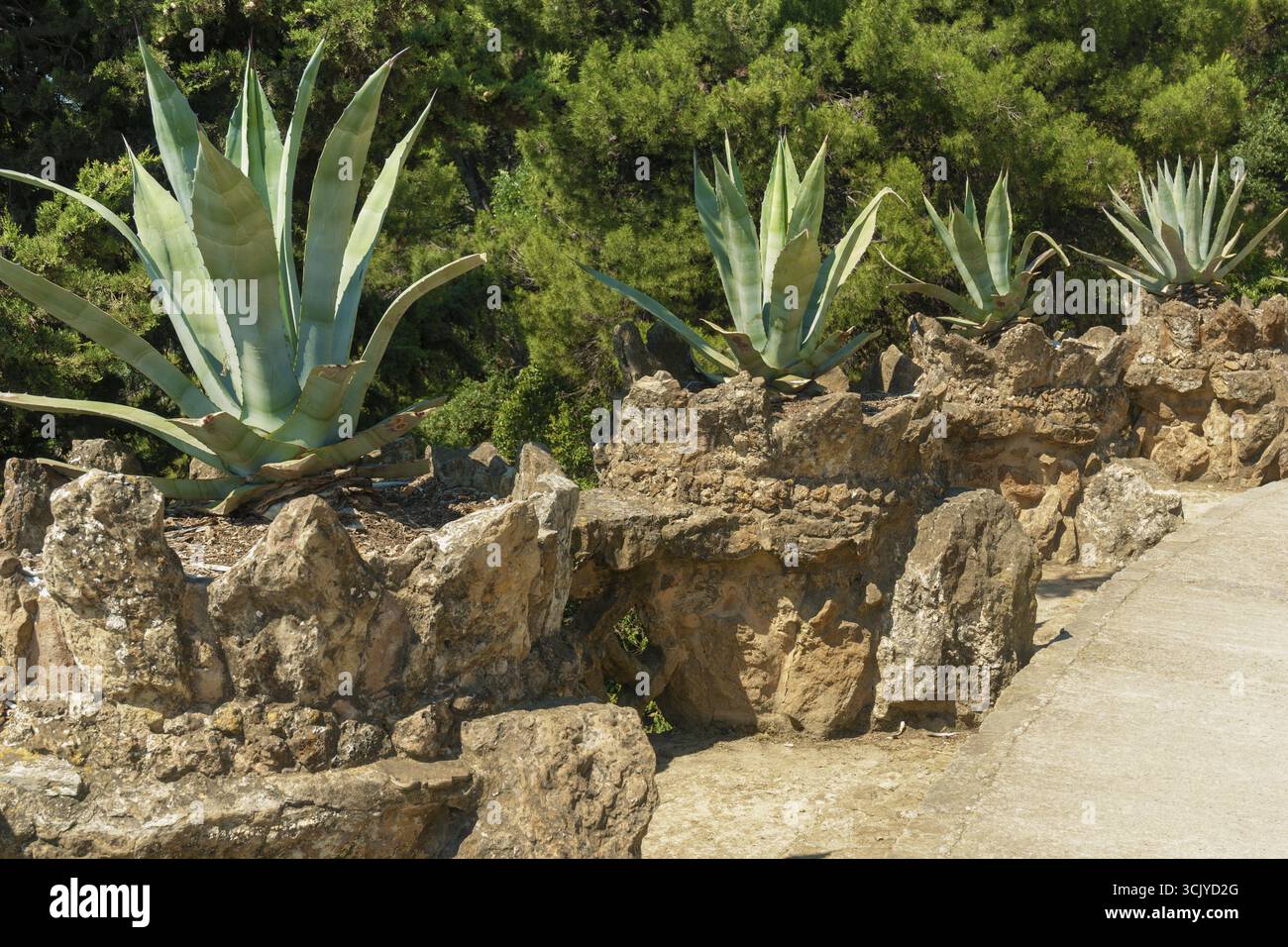Scenic alley of agave plant set in big stone pots from famous Park ...