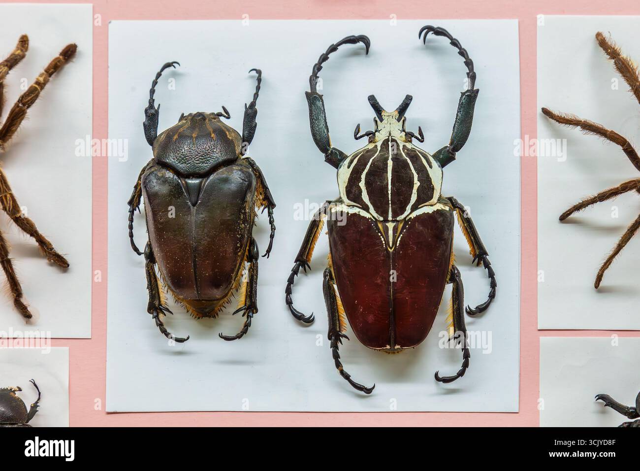 Goliath beetle hi-res stock photography and images - Alamy