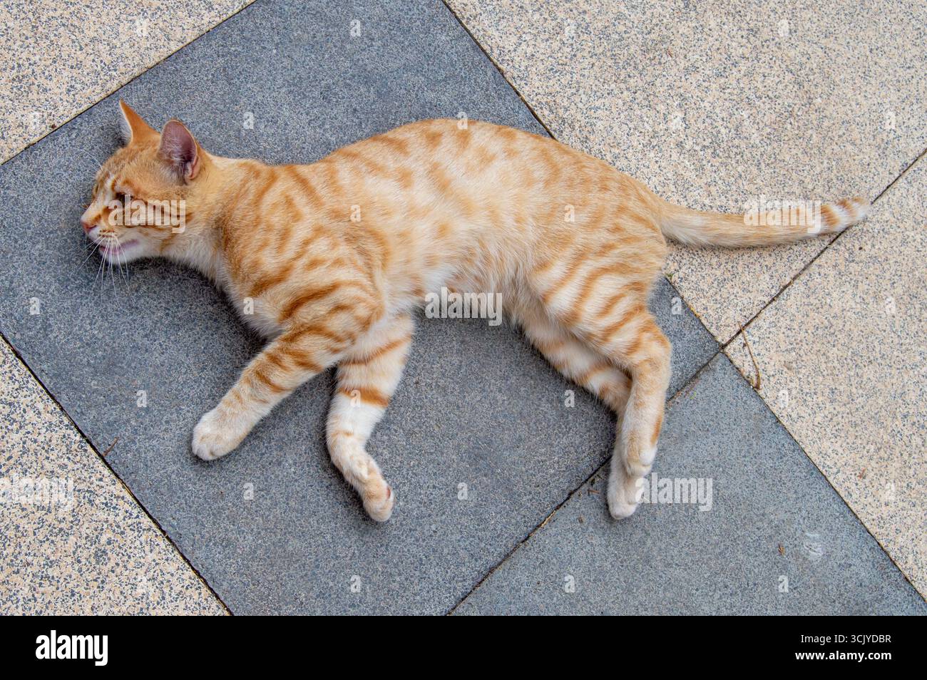 Jugando animales hi-res stock photography and images - Alamy