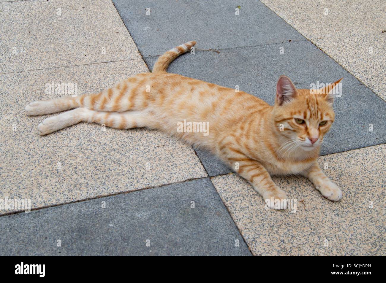 Jugando animales hi-res stock photography and images - Alamy
