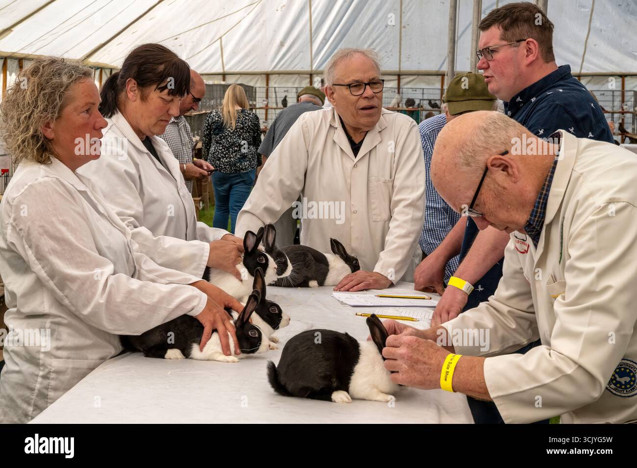 Judges inspecting rabbits at the Thornton le Dale show Stock Photo - Alamy