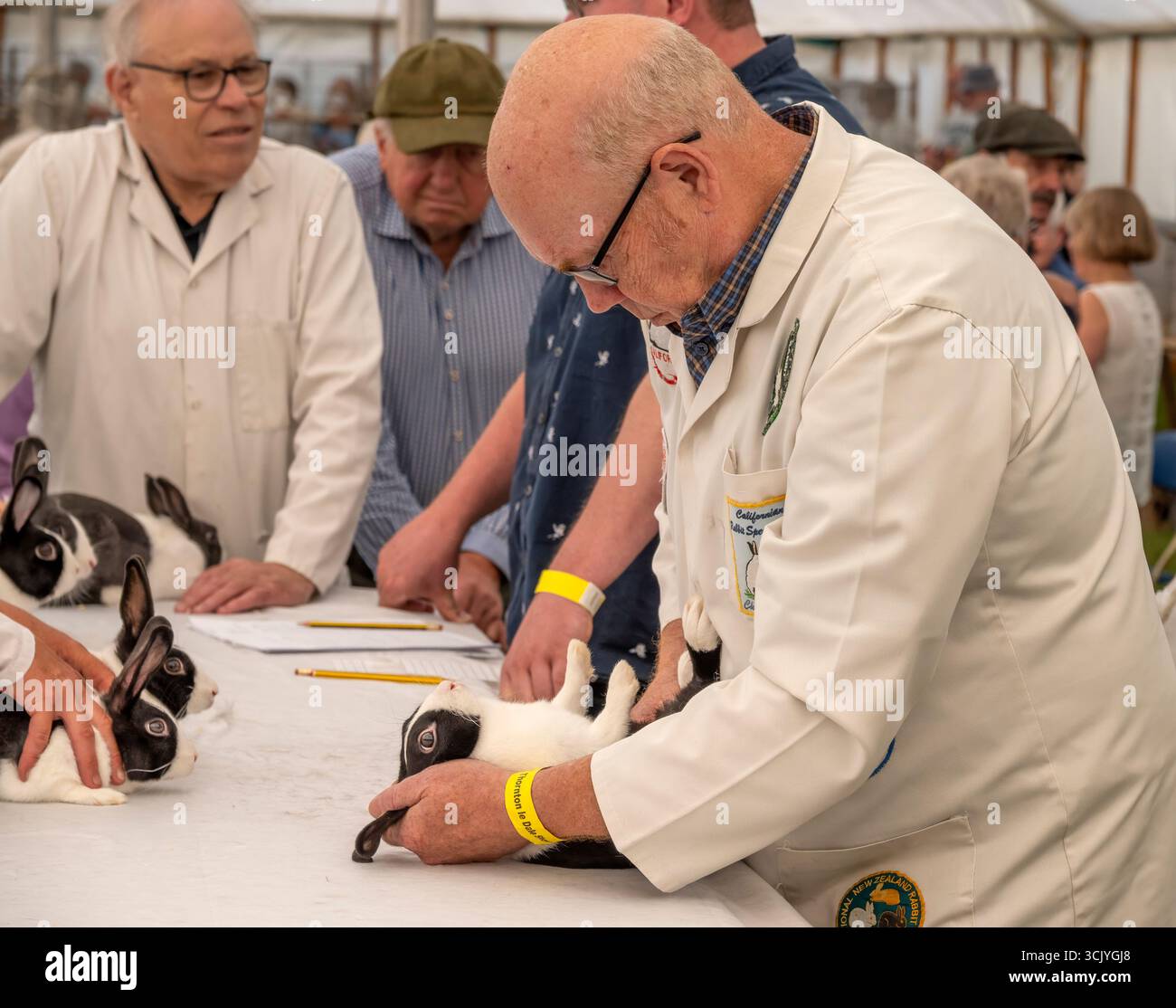 Judges inspecting rabbits at the Thornton le Dale show Stock Photo - Alamy