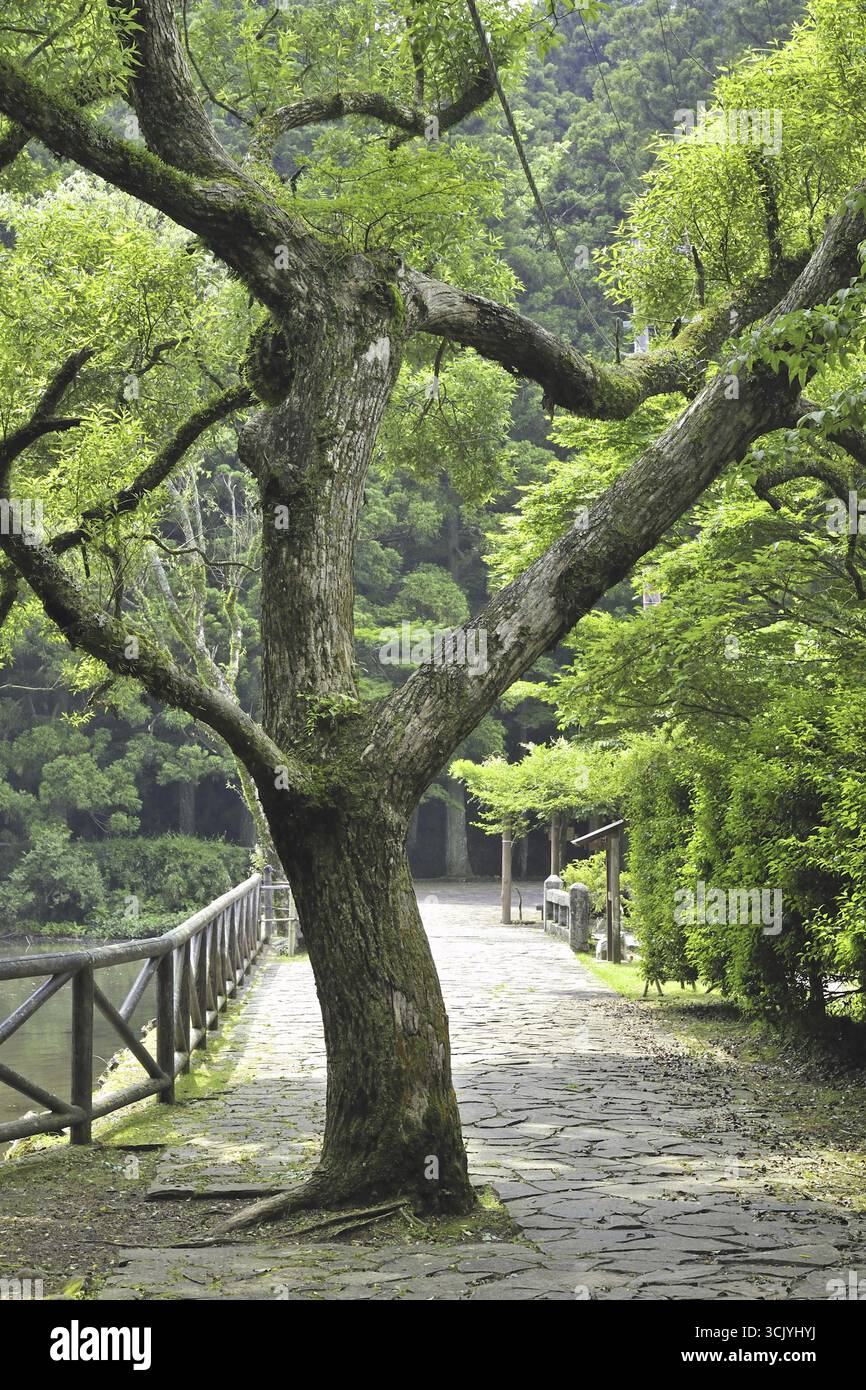 Green fresh camphor tree in Japanese park by summer Stock Photo - Alamy