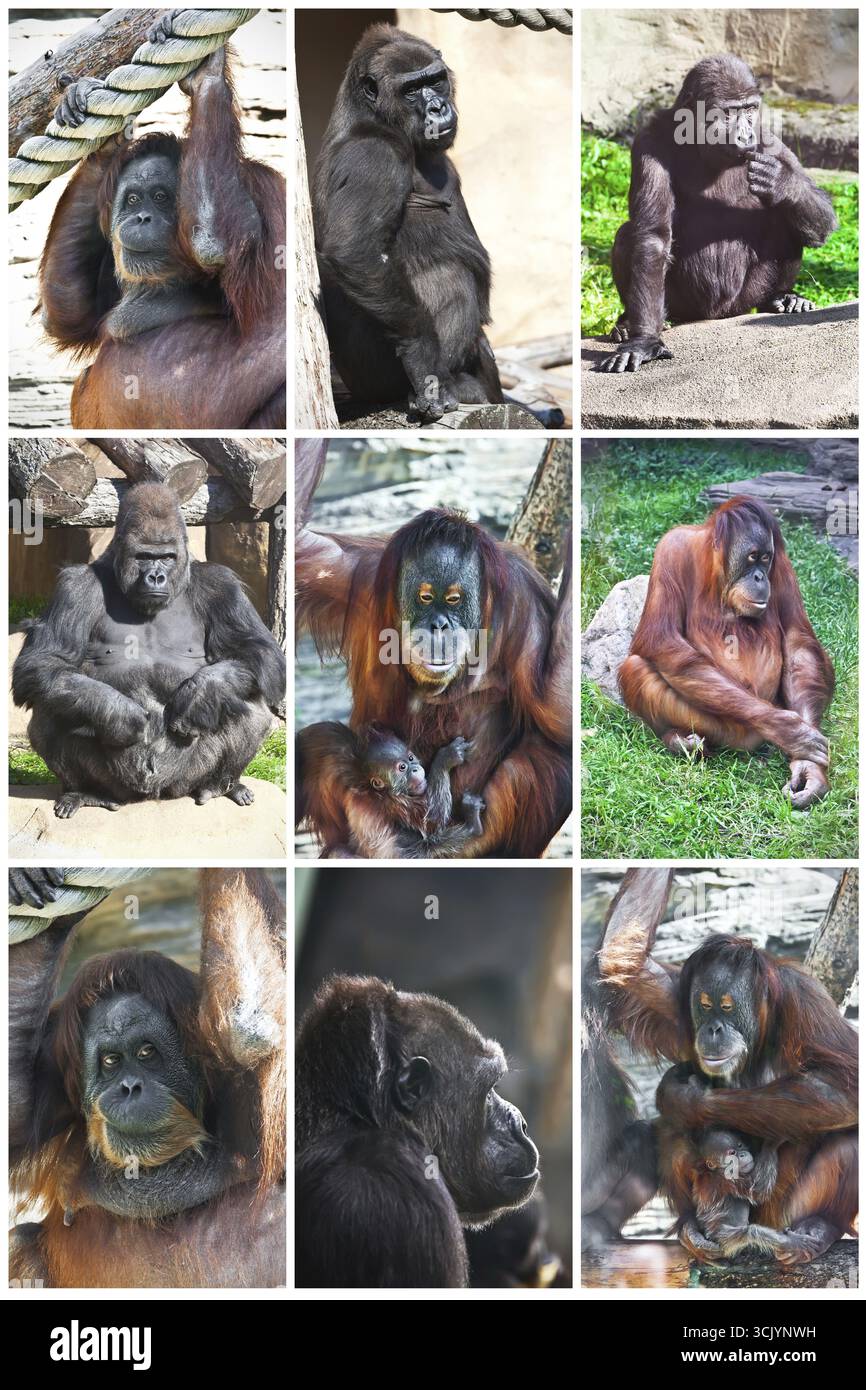 Macaque monkeys Cut Out Stock Images & Pictures - Alamy