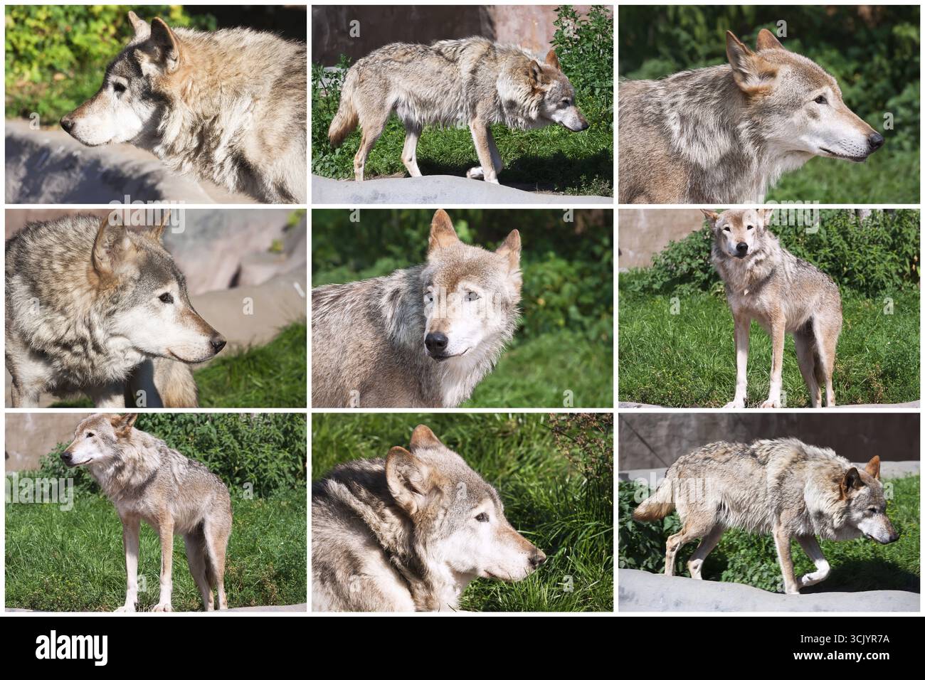 Natural cropped portrait beautiful Cut Out Stock Images & Pictures - Alamy