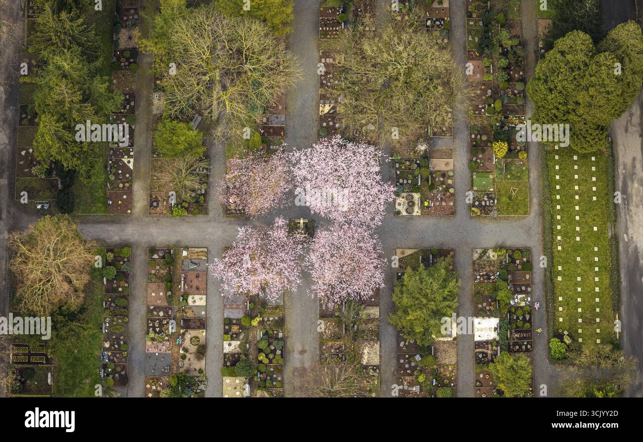 Aerial view, park cemetery, cemetery with green trees and magnolia ...
