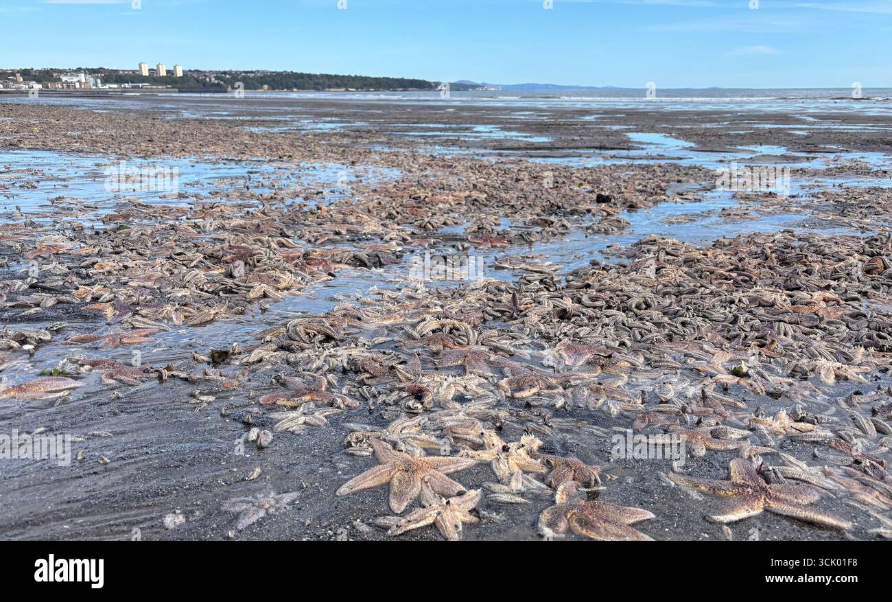 A general view of bodies of thousands of starfish washed up on ...