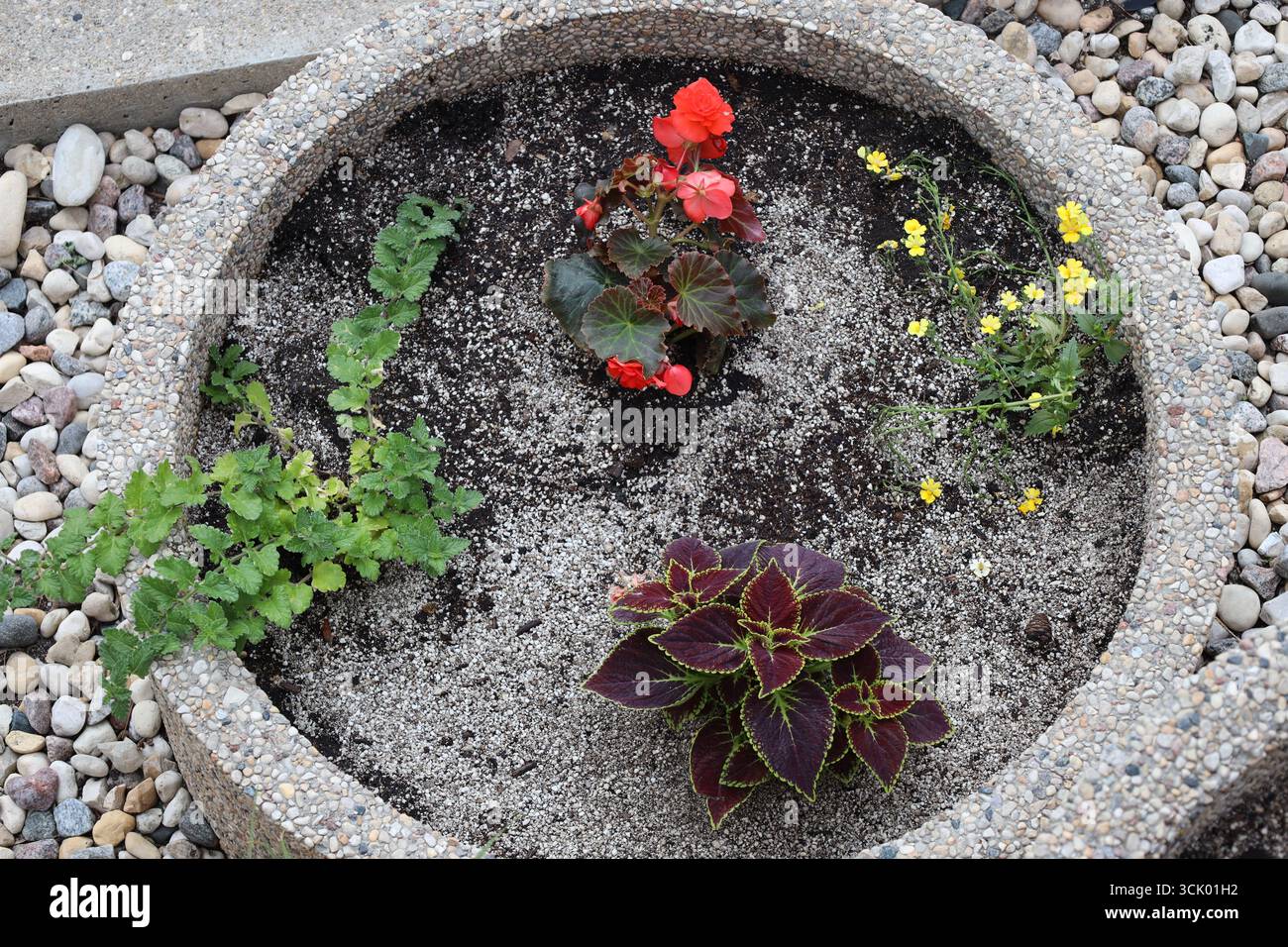 overhead view circular concrete planter with assorted plants and ...