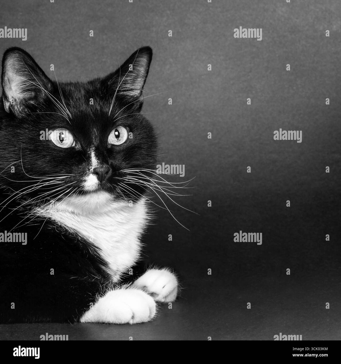 Focus on features Black and White Stock Photos & Images - Alamy