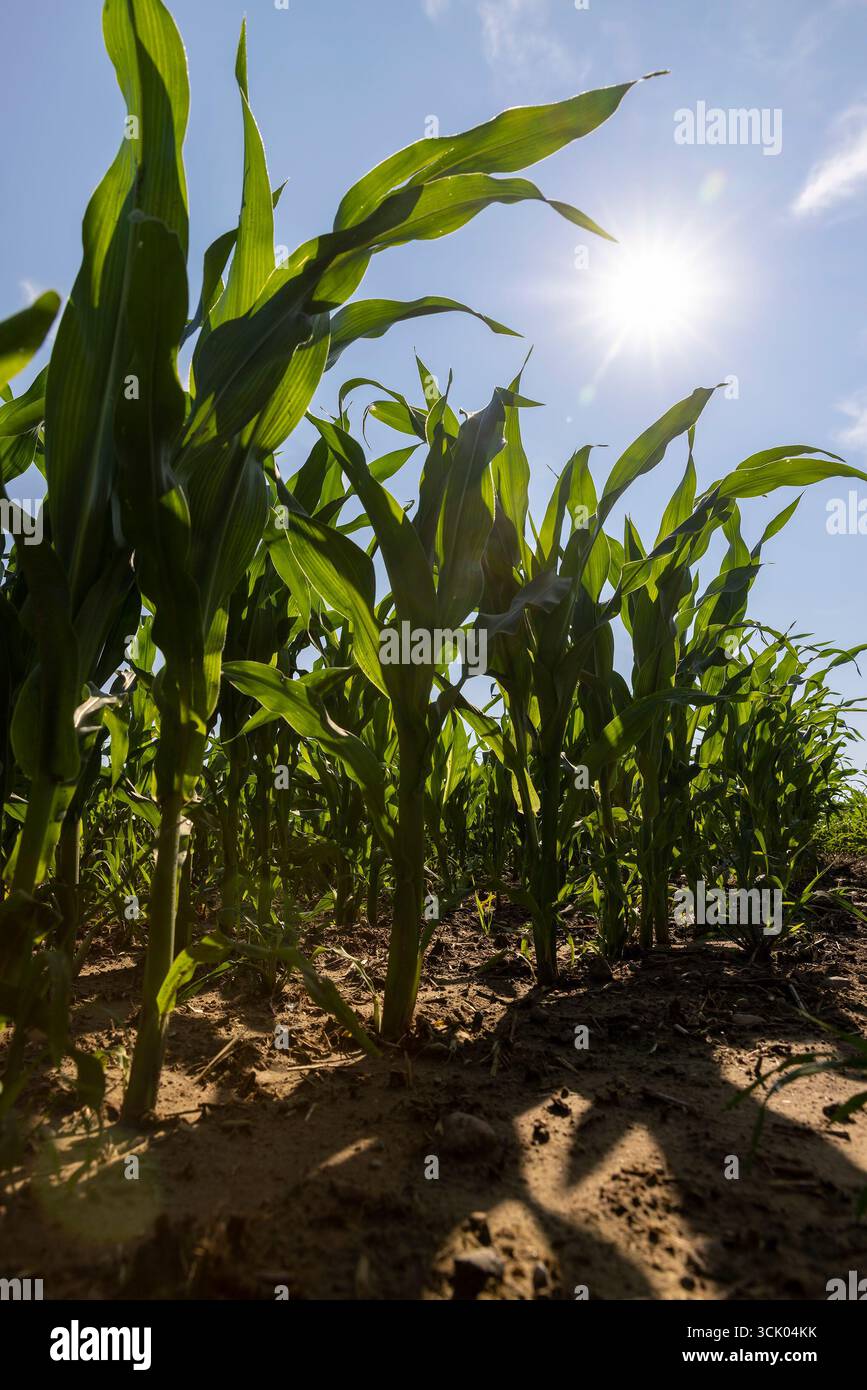 growing green corn in the middle of summer in sunny weather, green corn ...