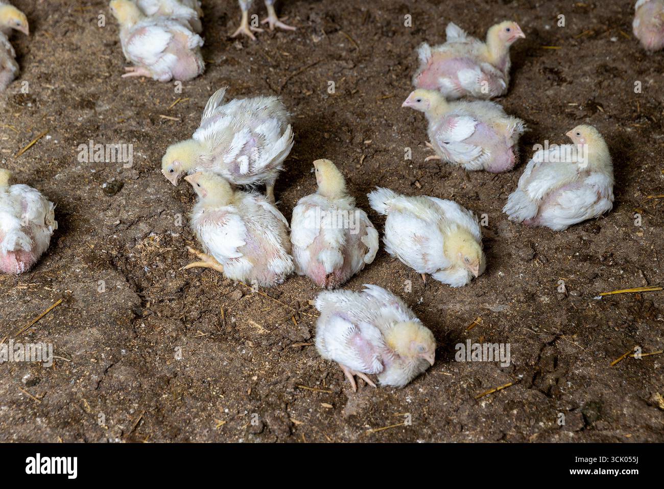 chickens during the process of changing down to plumage, a poultry farm ...