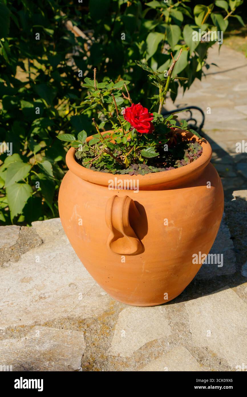 A vibrant red flower is blooming in a terracotta pot, sitting on a ...