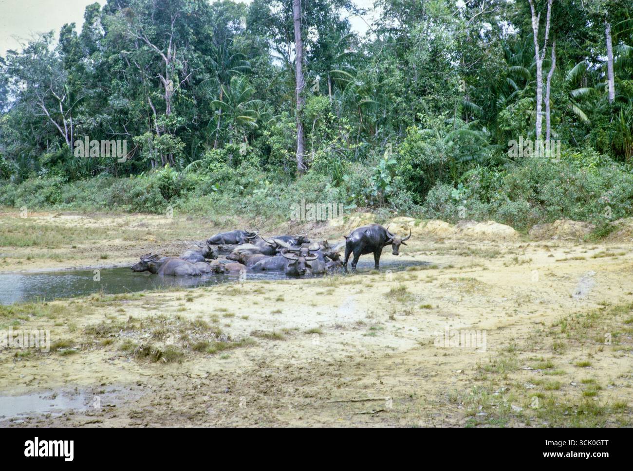 Water buffalo in pool Endau Rompin National Park, Pahang, Malaya ...
