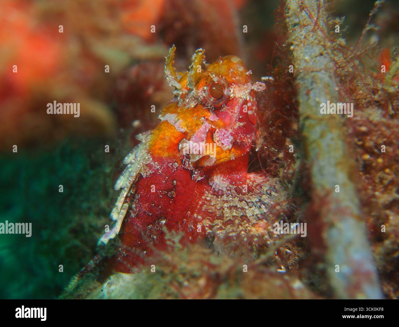 Dendrochirus brachypterus - dwarf lionfish Stock Photo - Alamy