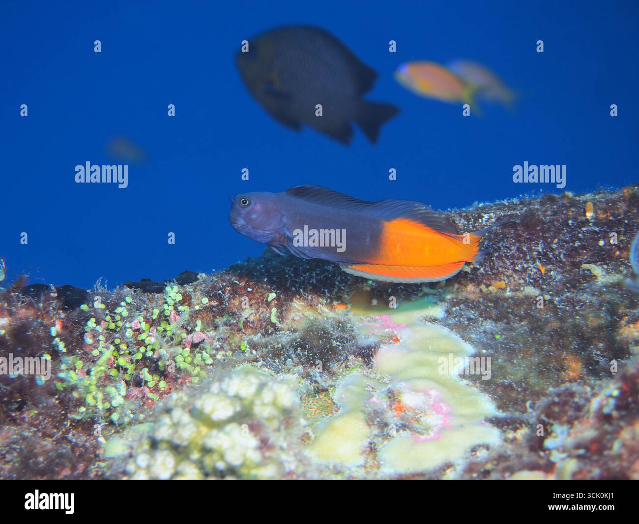 Blenny identification hi-res stock photography and images - Alamy