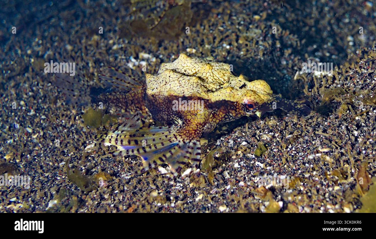 Dragonfish anatomy hi-res stock photography and images - Alamy