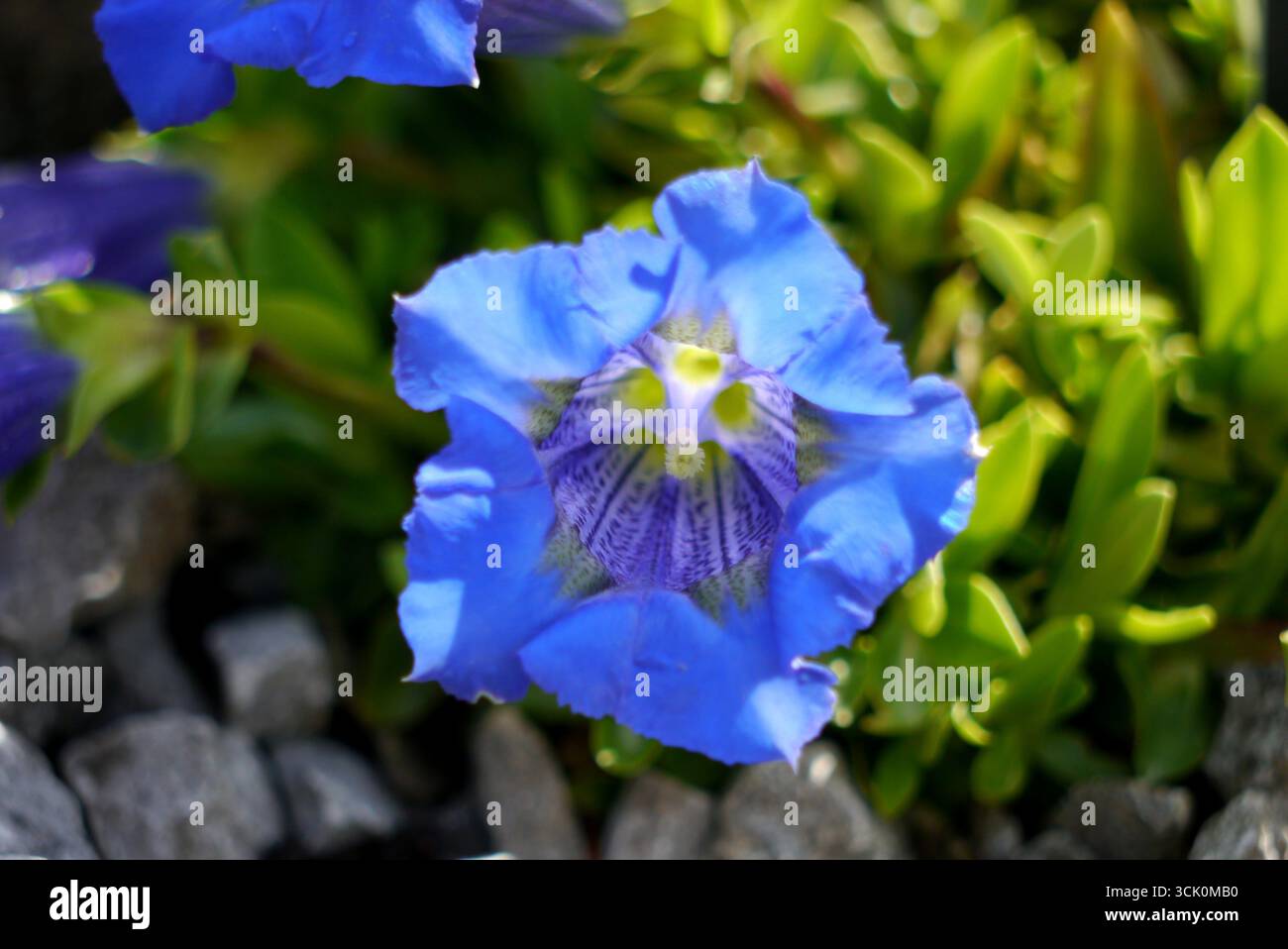 Blue Gentiana Acaulis 'Trotter's Variety' on Display in the Alpine ...