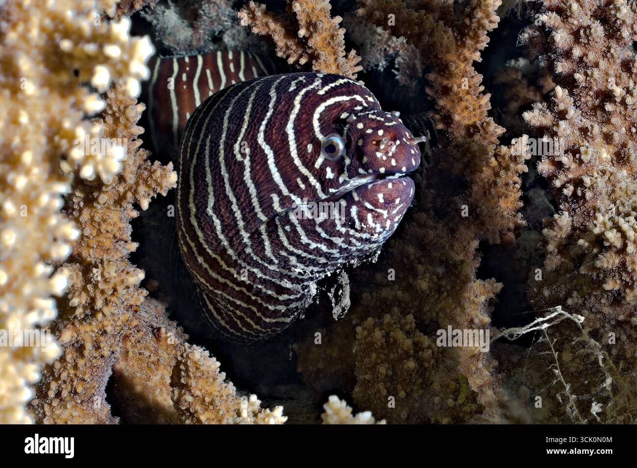 Underwater scene hidden moray eel hi-res stock photography and images ...