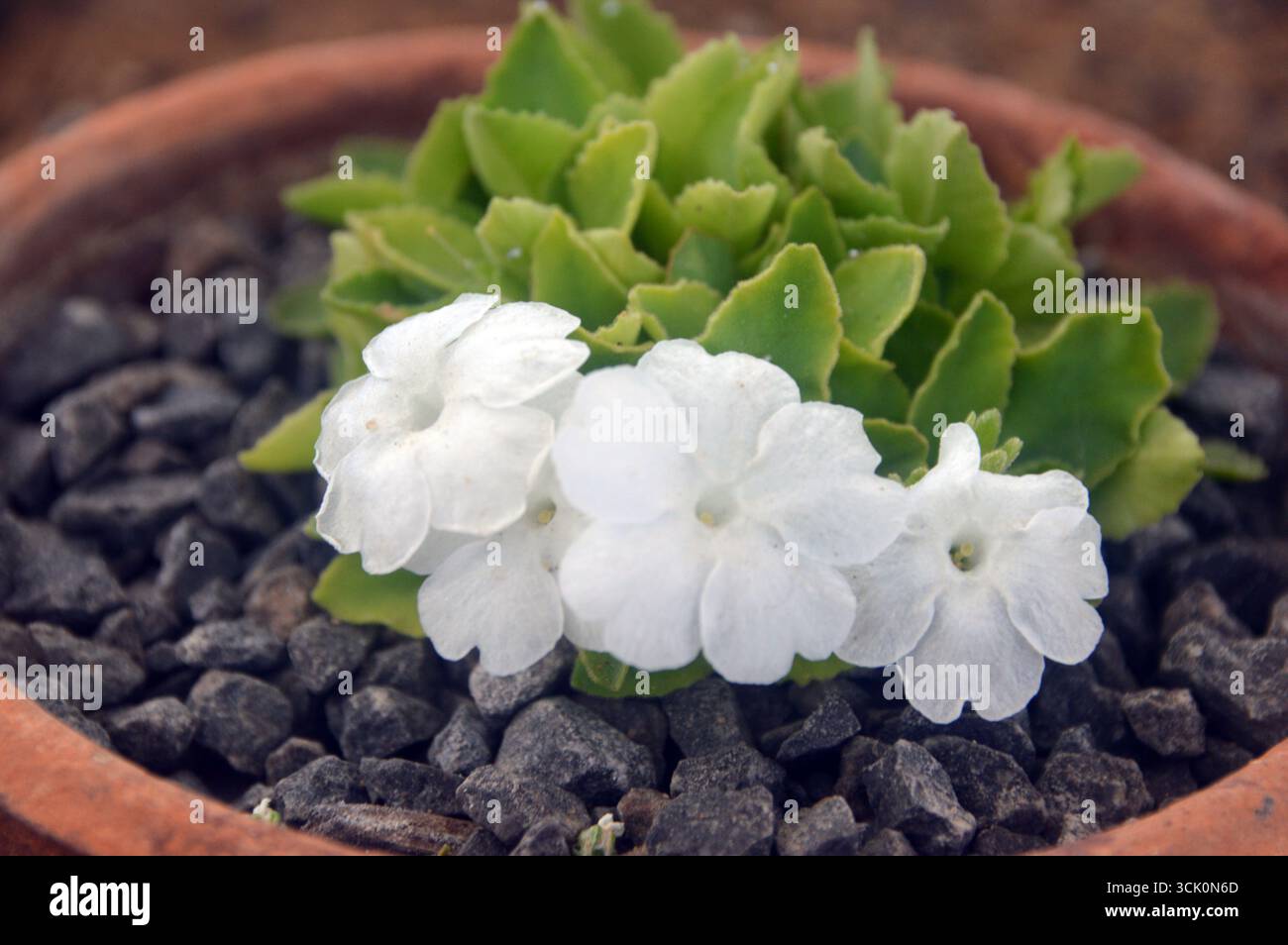 White Primula Auricula 'Tony' Flowers in a Flowerpot on Display in the ...