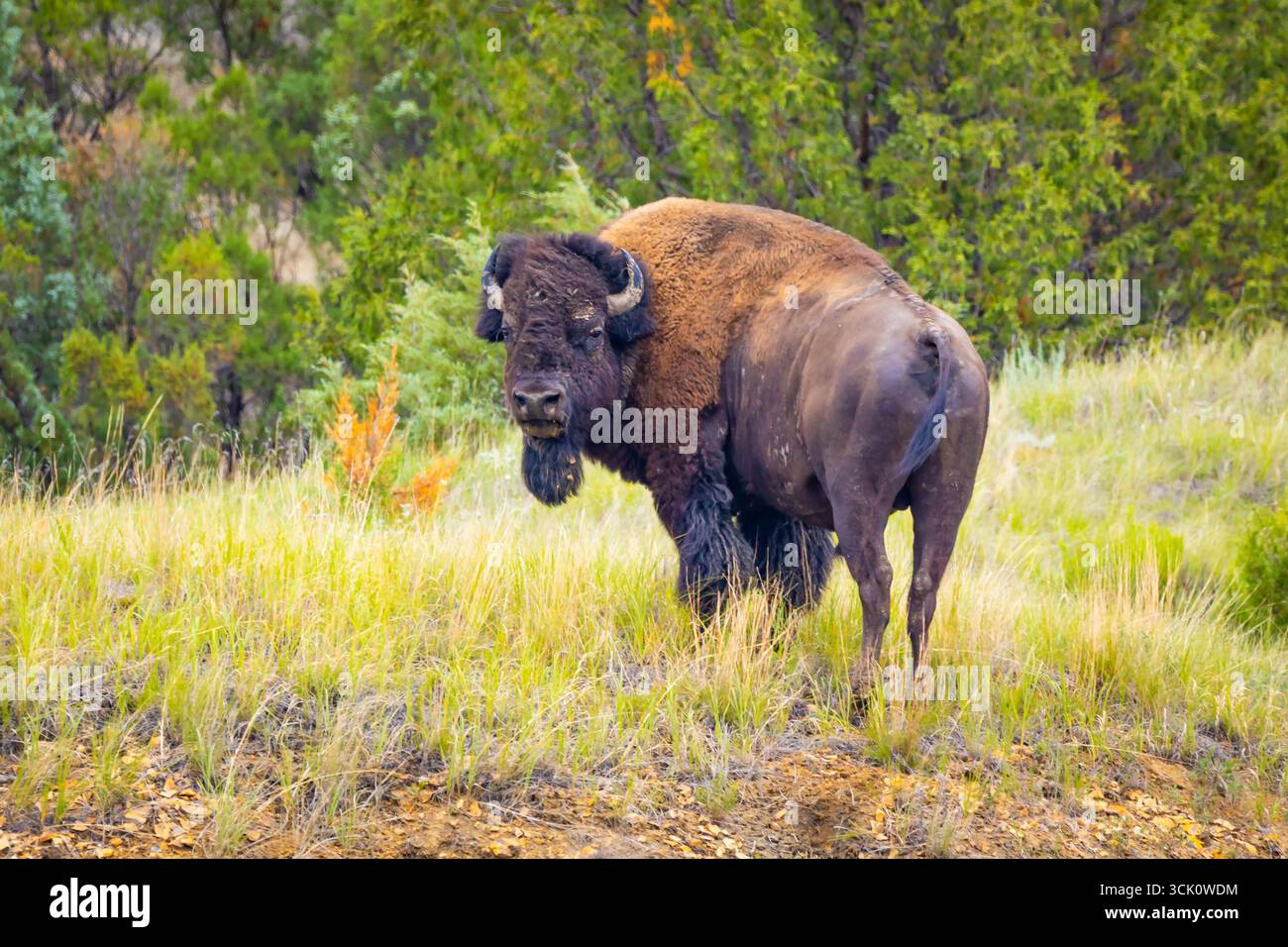 A powerful and intimate close-up portrait captures a wild American ...