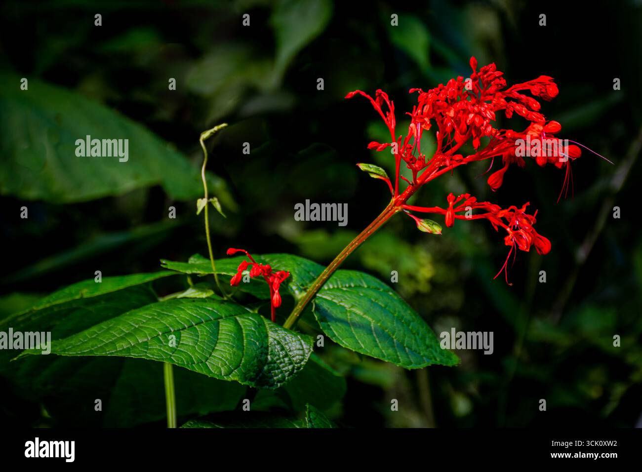 Java Clerodendrum, Bright red blossoms contrast with green leaves, showcasing the beauty of ...