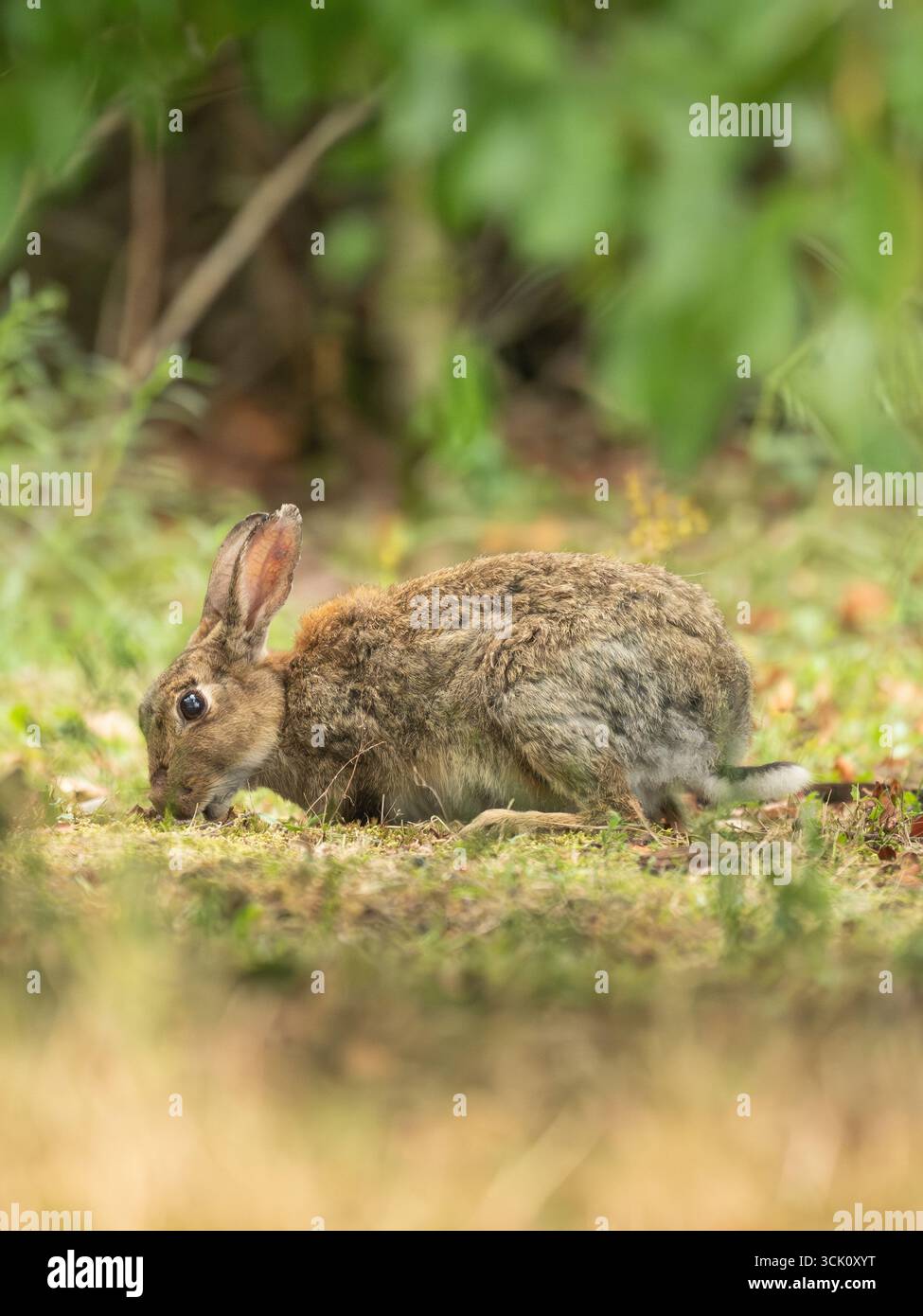 09 September 2025, Hesse, Frankfurt/Main: A rabbit searches for food in ...