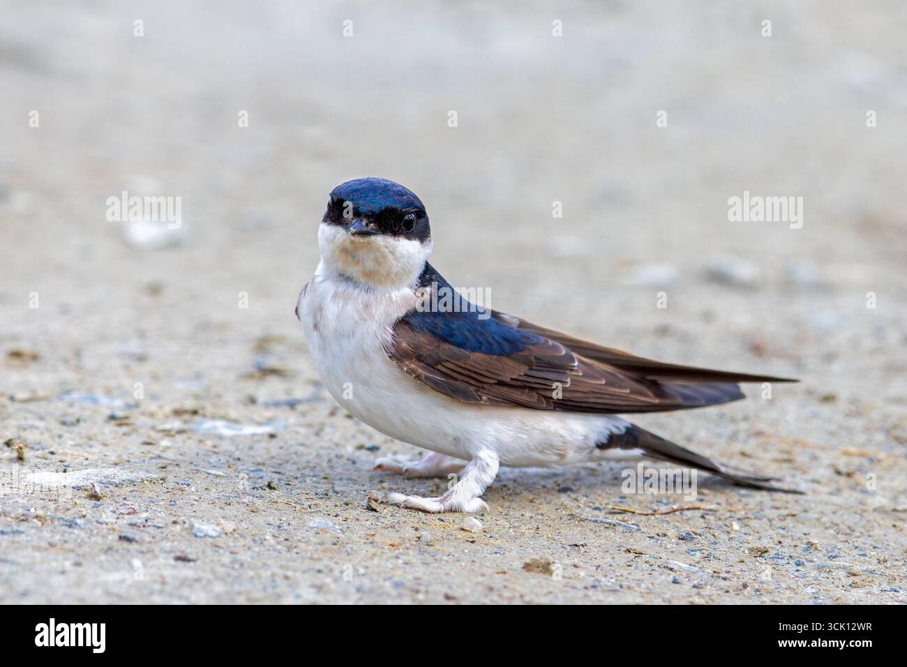 Common house martin / northern house martin (Delichon urbicum ...