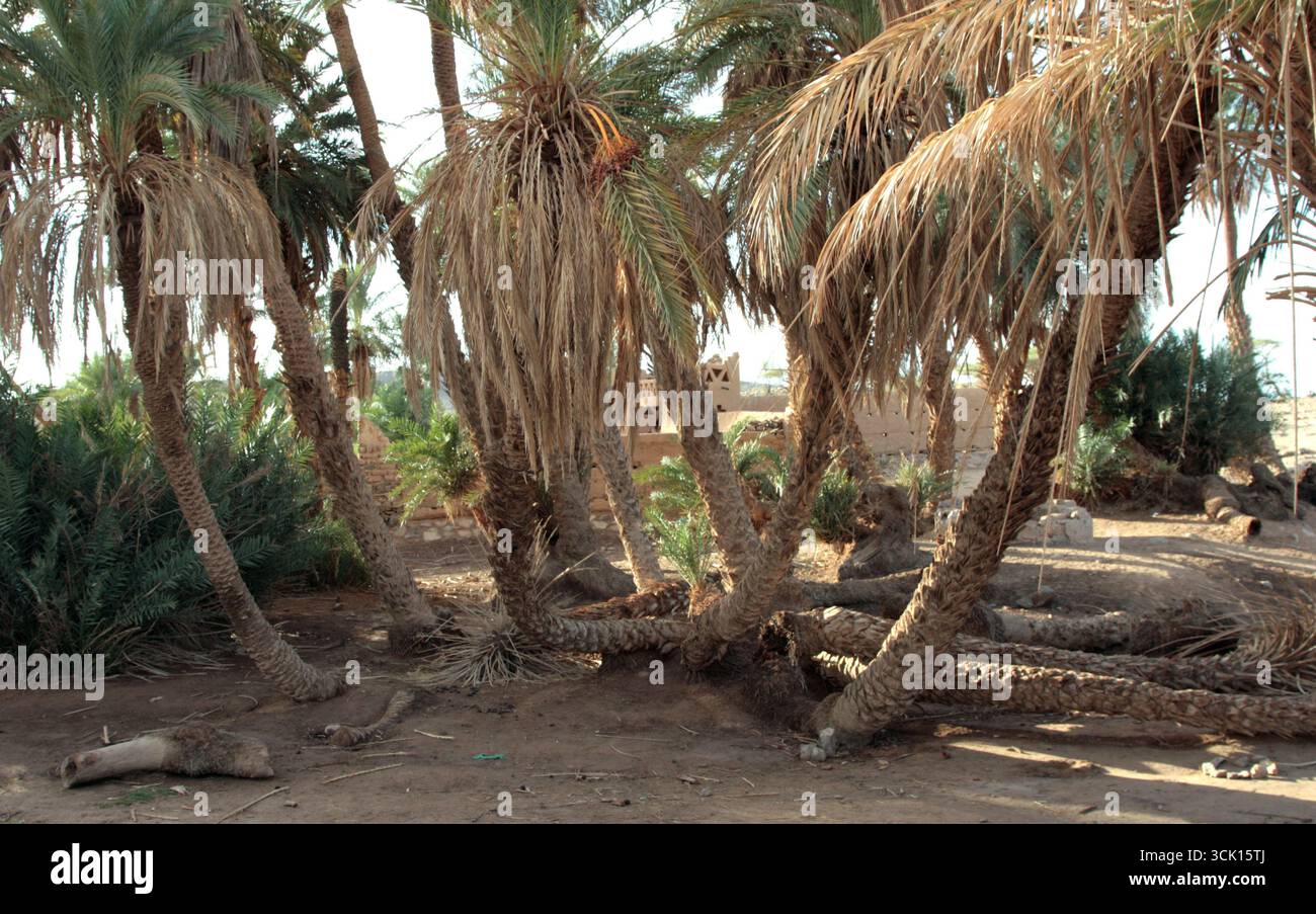 A group of palm trees growing in the arid landscape of the Sahara ...
