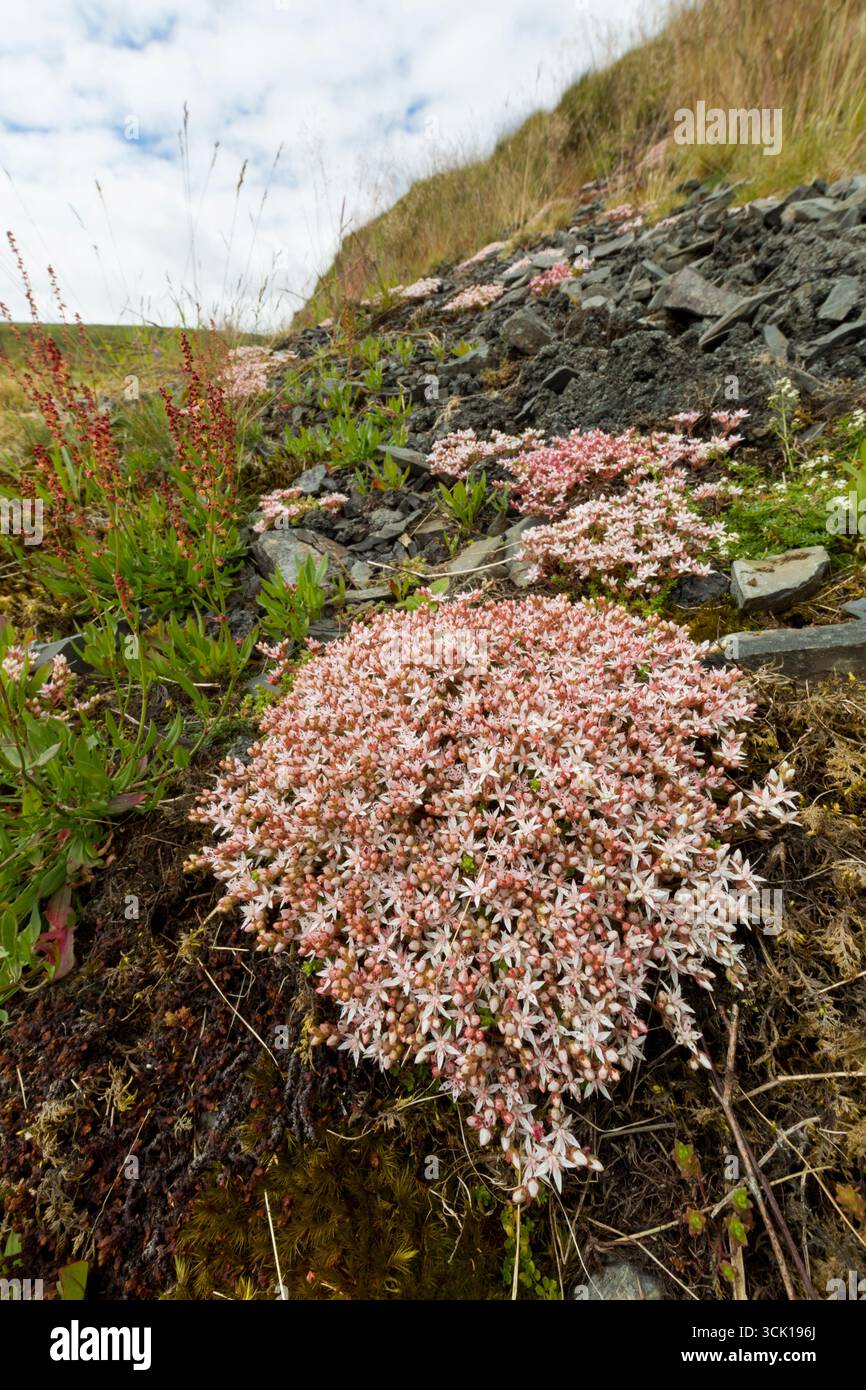 English Stonecrop (Sedum anglicum) flowering on a dry shale bank beside ...