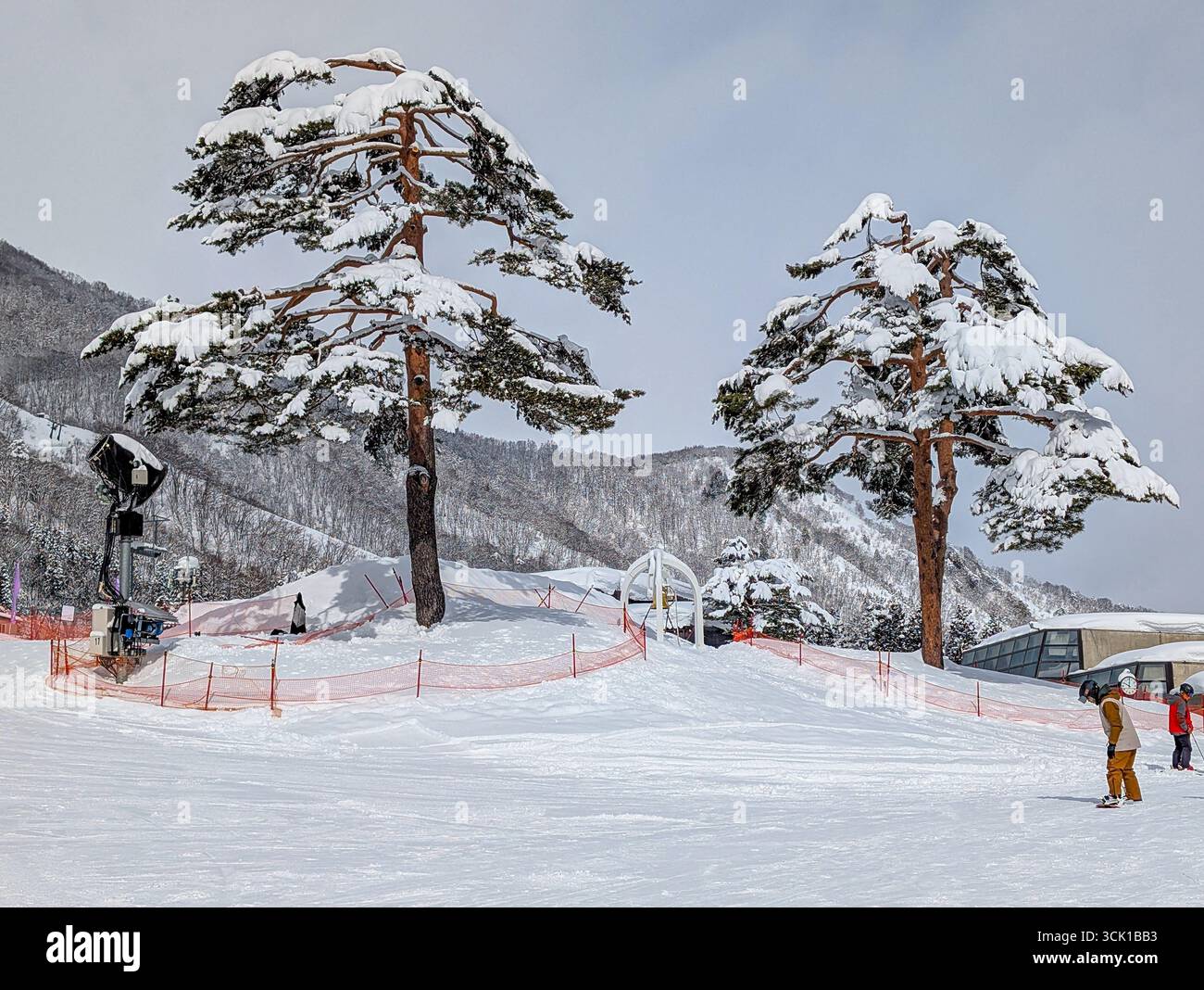 Snowboarders on a slope with large pine trees at Hakuba Goryu ski ...
