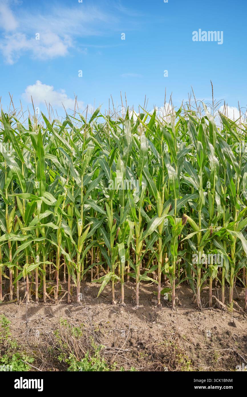 Corn field on sunny hi-res stock photography and images - Alamy