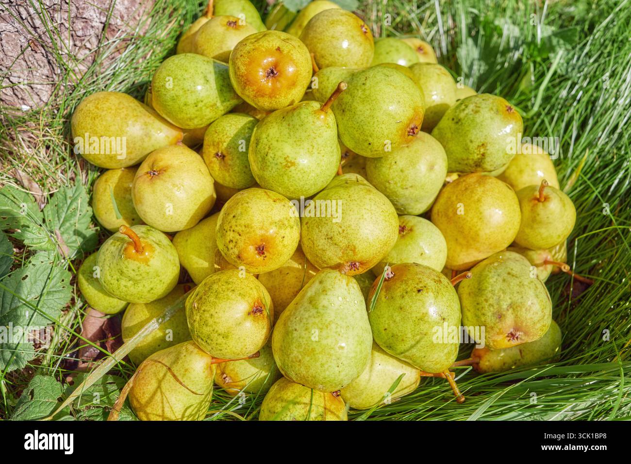 Organic orchard fruit hi-res stock photography and images - Alamy