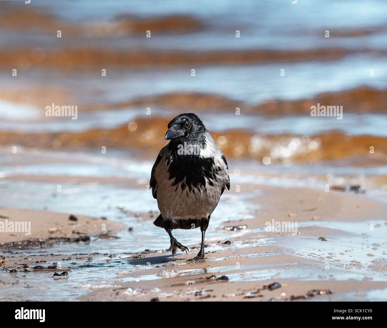 Gray crow on a sandy beach against the backdrop of a lake Stock Photo ...