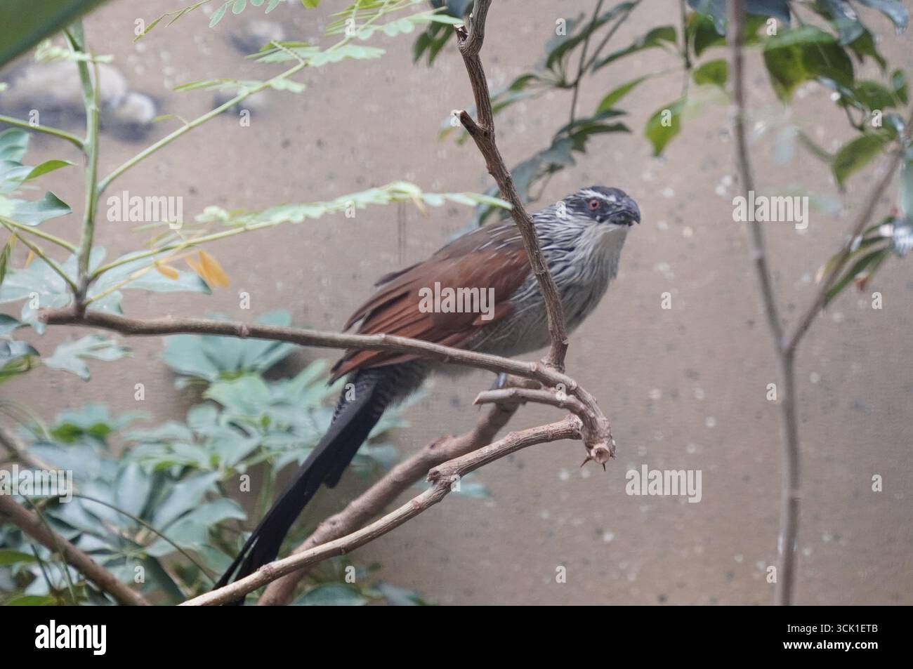 Close up of a white-browed coucal, (lark-heeled cuckoo, Centropus ...