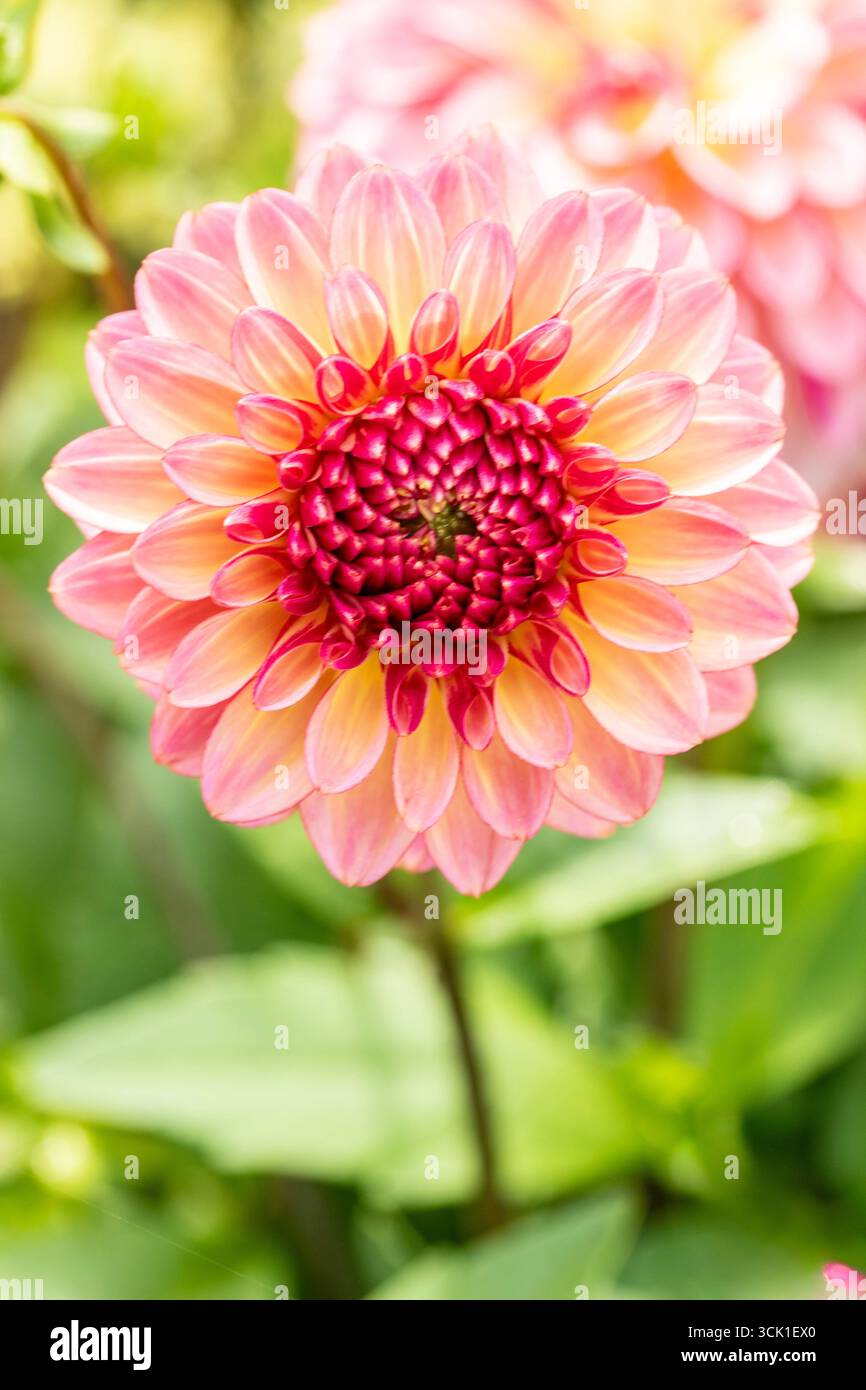 Charming Dahlia 'Foxy Lady’. natural close up flowering plant portrait ...