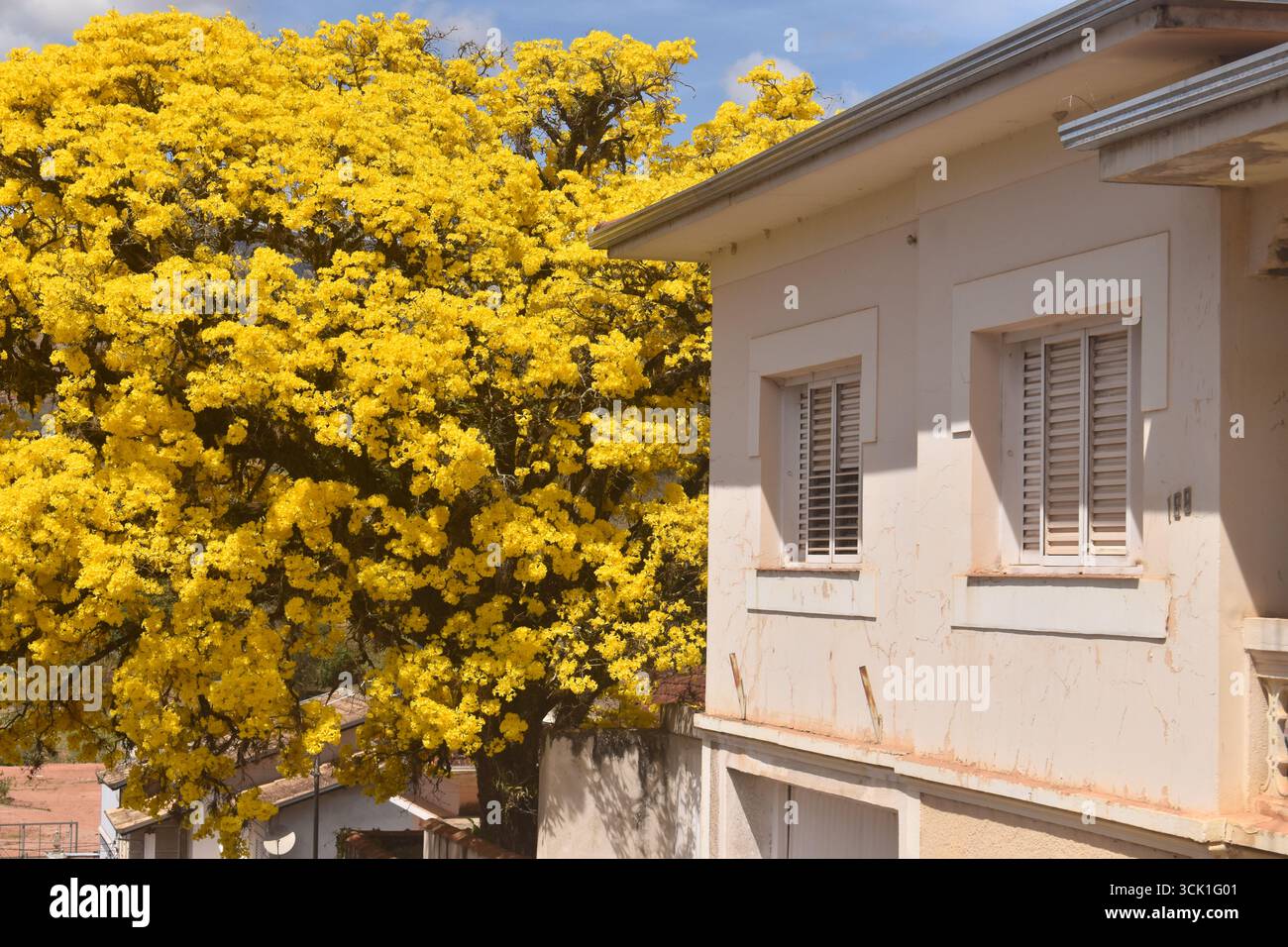 Symbol tree brazil yellow hi-res stock photography and images - Alamy