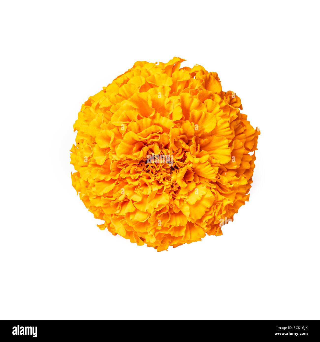 Orange Marigold Flower isolated on white background, design element ...