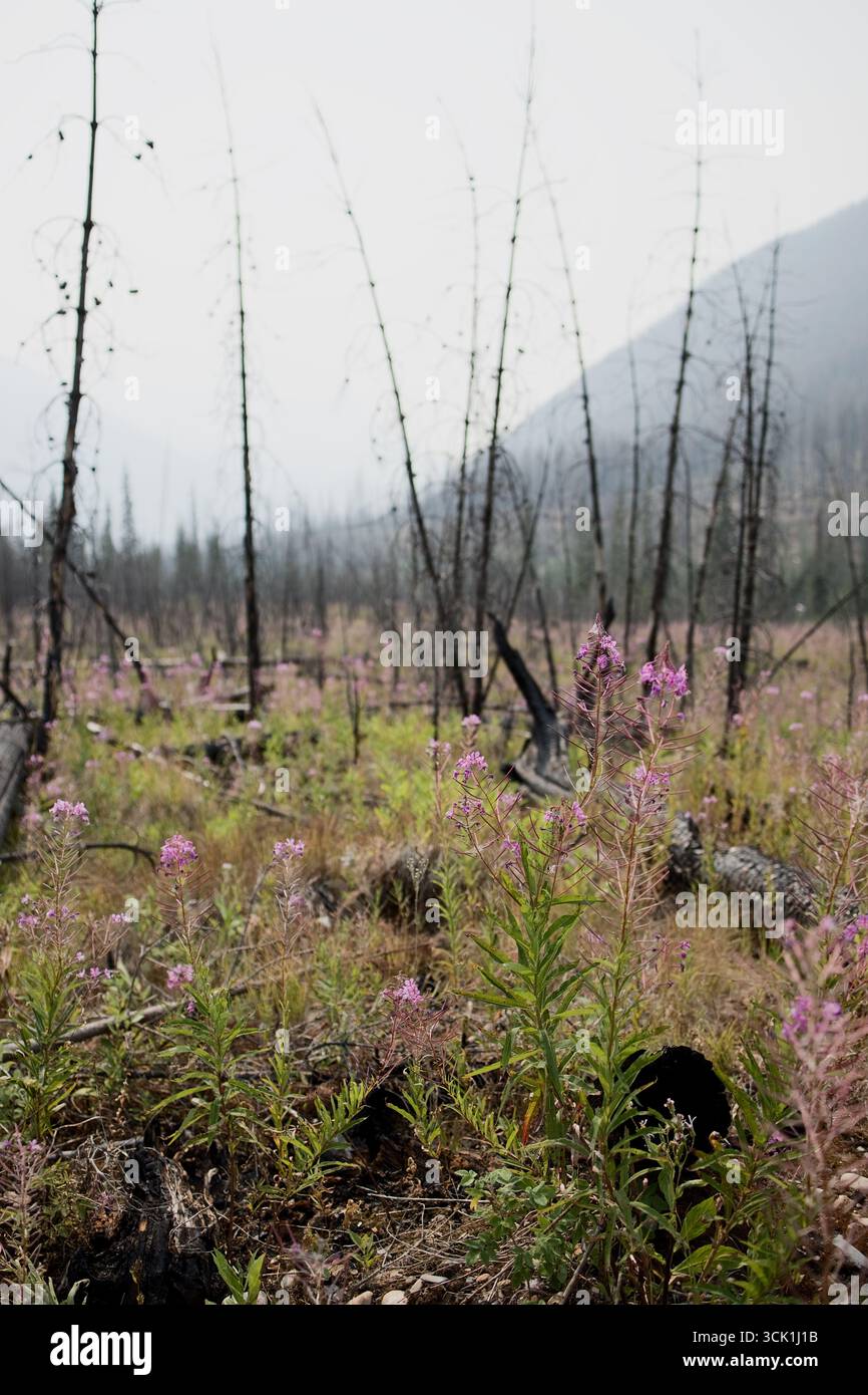 Wild flowers after forest fire hi-res stock photography and images - Alamy