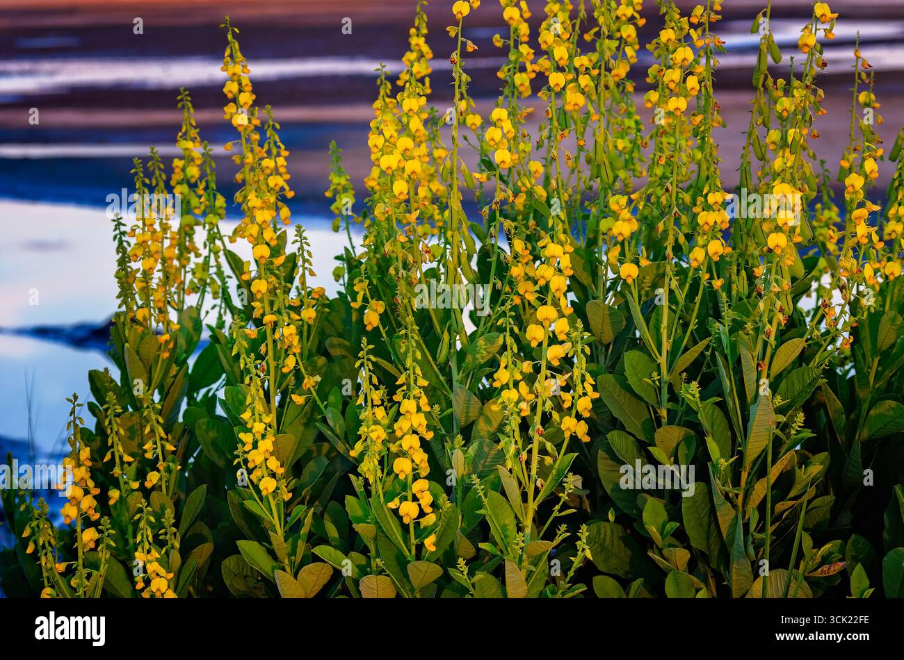 Showy rattlebox (Crotalaria spectabilis), also known as rattleweed ...