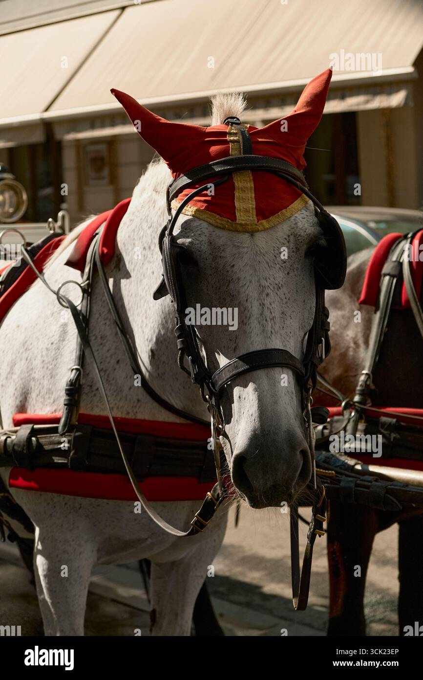 Gray horse in harness close hi-res stock photography and images - Alamy