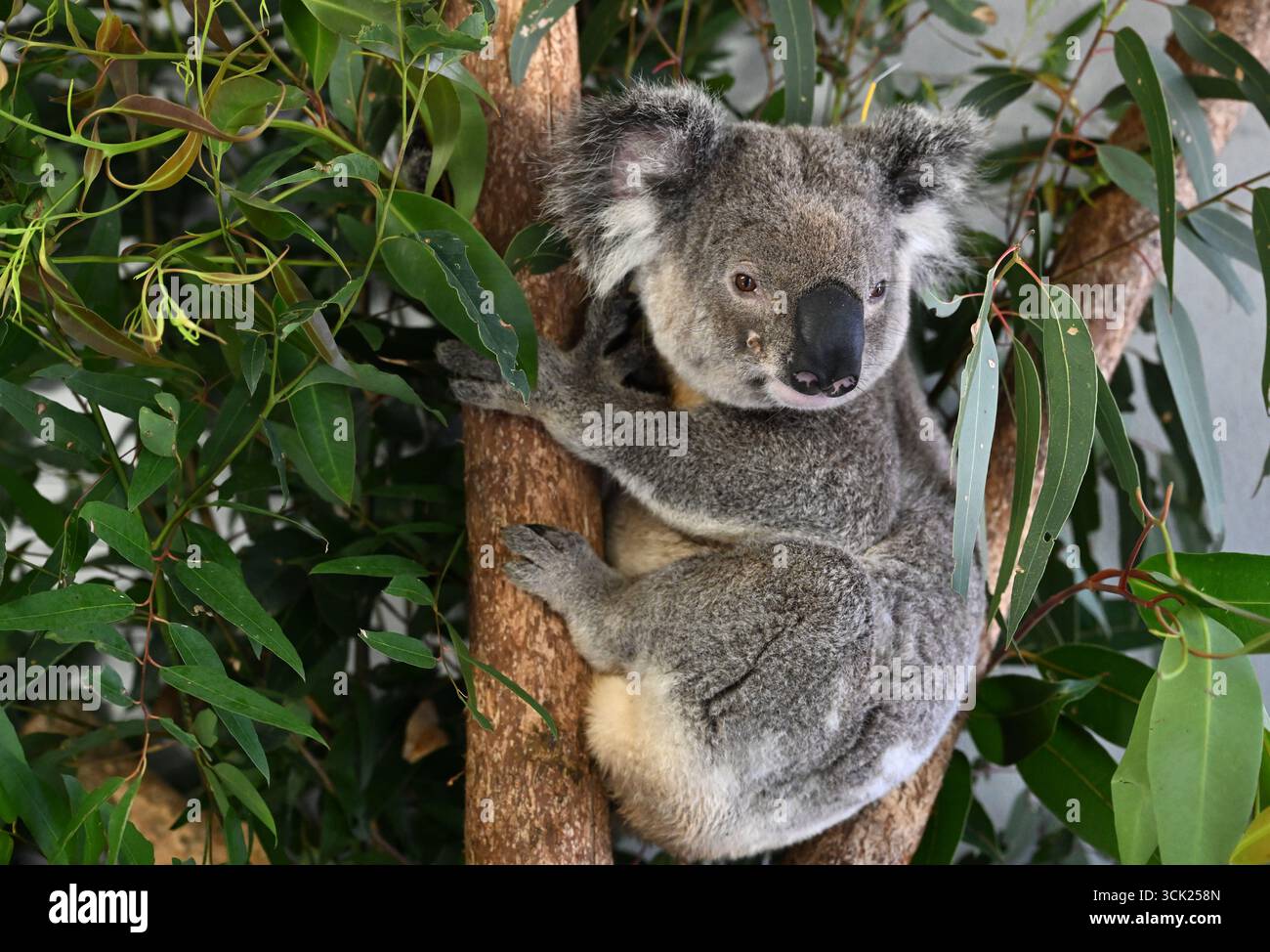 A Koala is seen being treated at the Endeavour Veterinary Ecology at ...