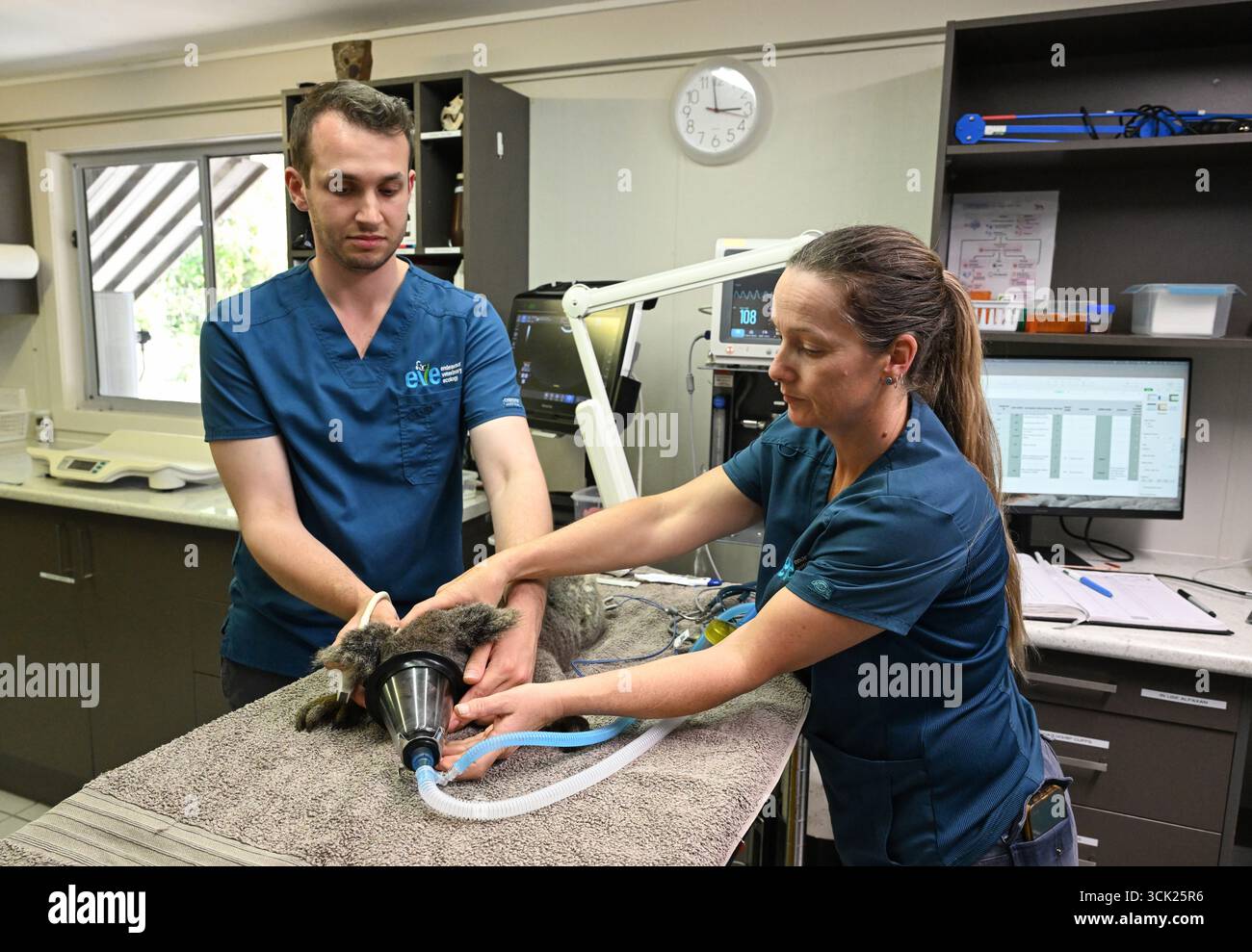 A Koala is seen being treated for chlamydia by Senior Veterinarian Dr ...