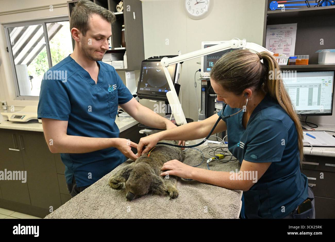 A Koala is seen being treated for chlamydia by Senior Veterinarian Dr ...